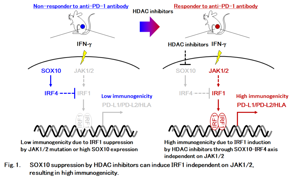 Transcription Factor SOX10 regulates melanoma immunogenicity through ...